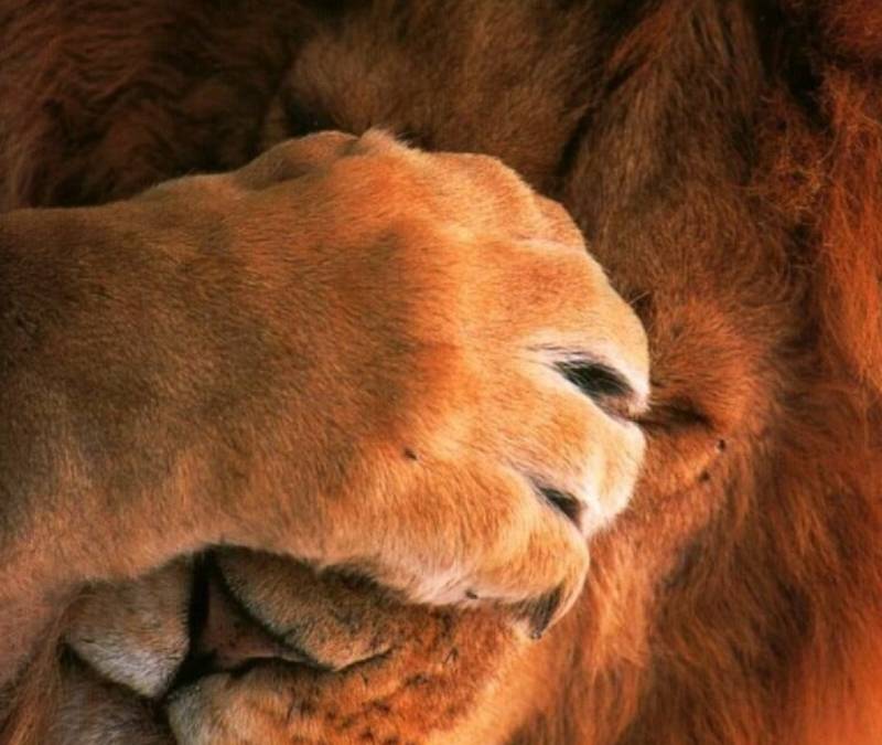 Tasha Robinson | Polygon