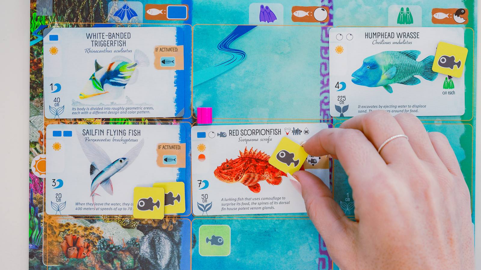 Wingspan goes under the sea for Finspan