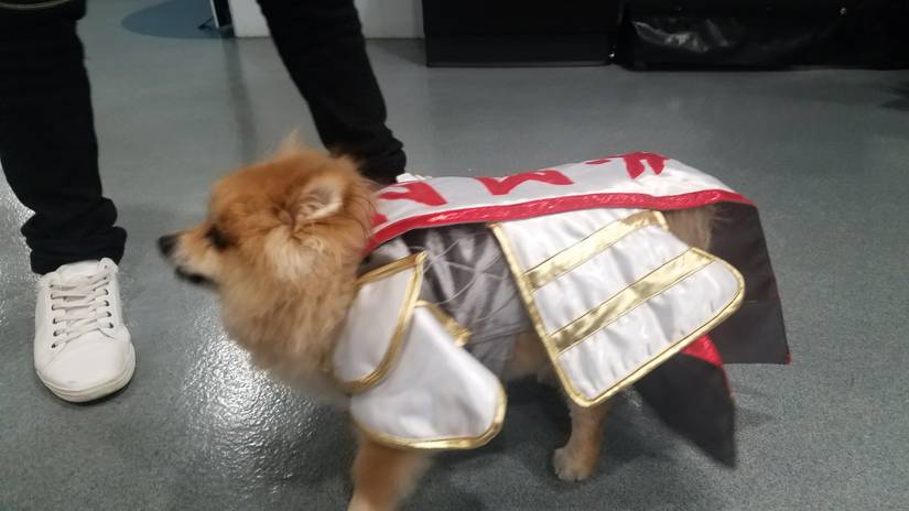 There are dogs in official Dota 2 costumes at The International 8