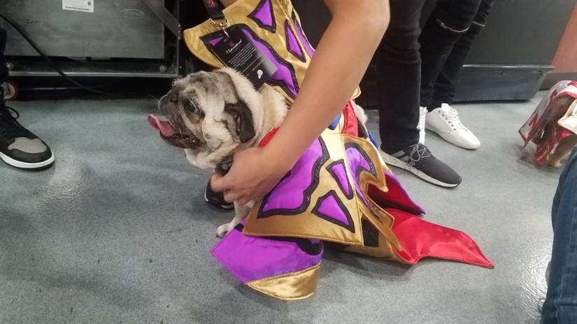 There are dogs in official Dota 2 costumes at The International 8