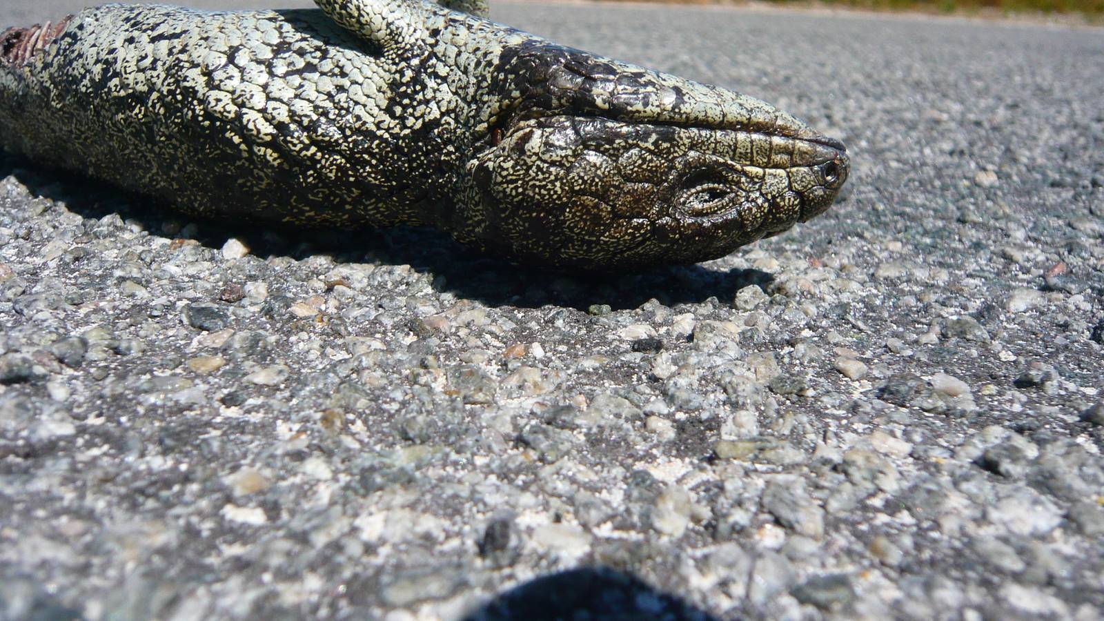 Report: UK police arrest Lizard Squad member