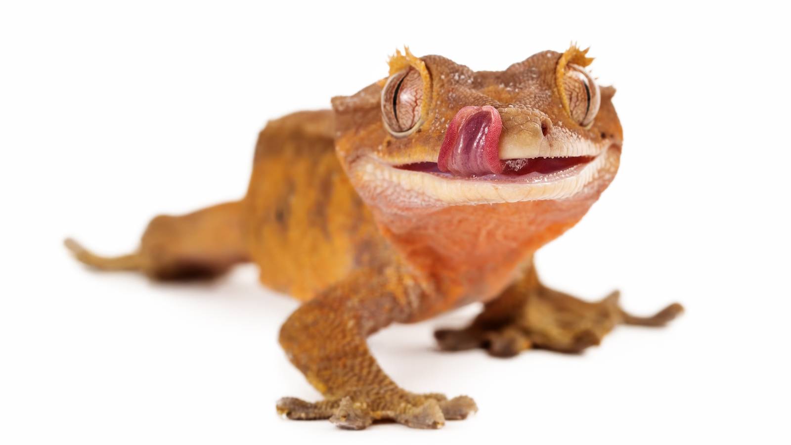 Infamous Lizard Squad attacks on Sony, Microsoft lead to federal charges