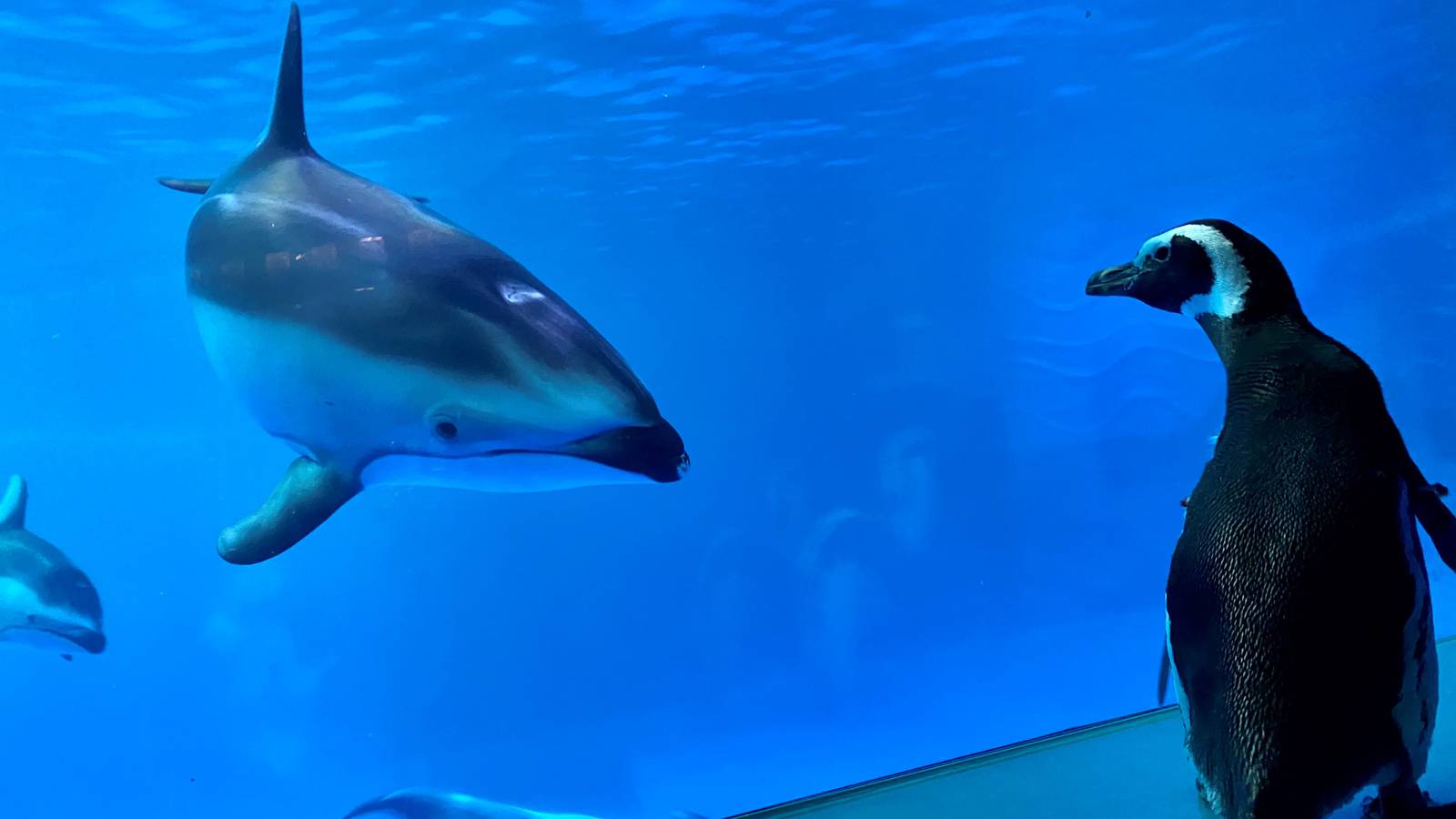How the Shedd Aquarium penguins wound up running amok and going viral