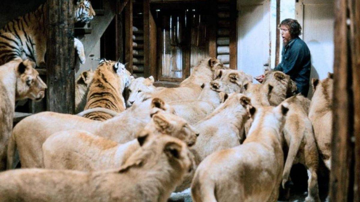 lion's roar articles