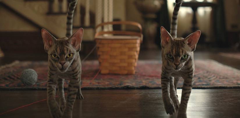 Terrible CGI cats in movies, ranked