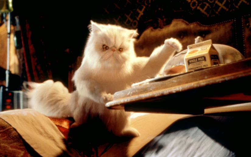 Terrible CGI cats in movies, ranked