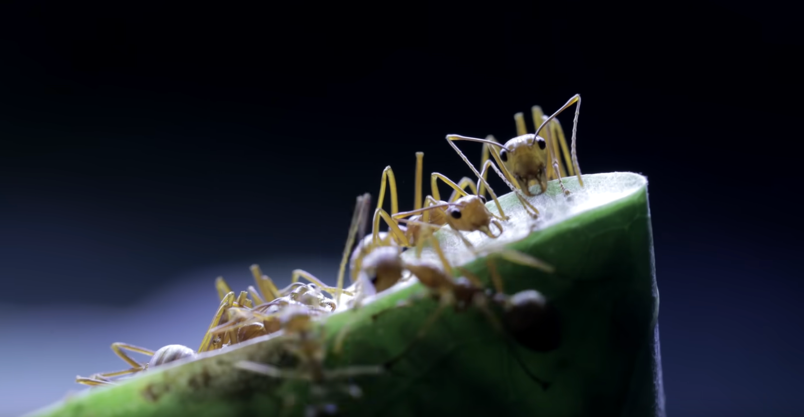 Watch this YouTube that’s House of the Dragon for ant wars