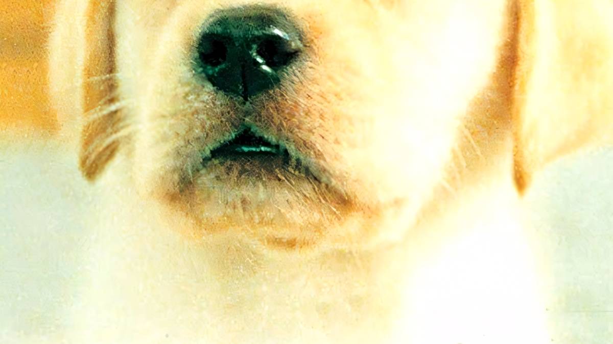 Nintendogs | Polygon.com